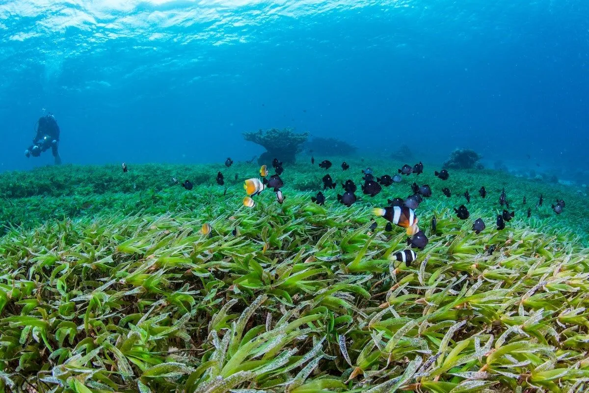 Oceansolutions Rev Ocean